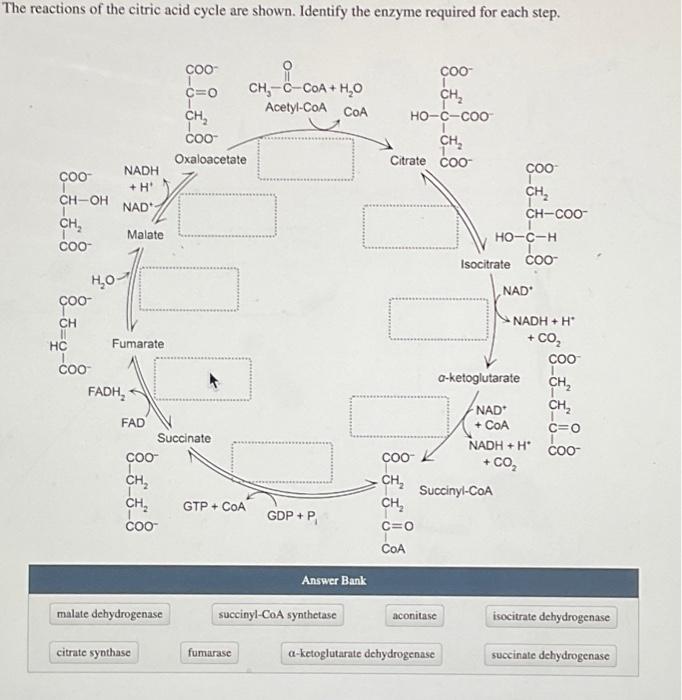 Solved The reactions of the citric acid cycle are shown. | Chegg.com