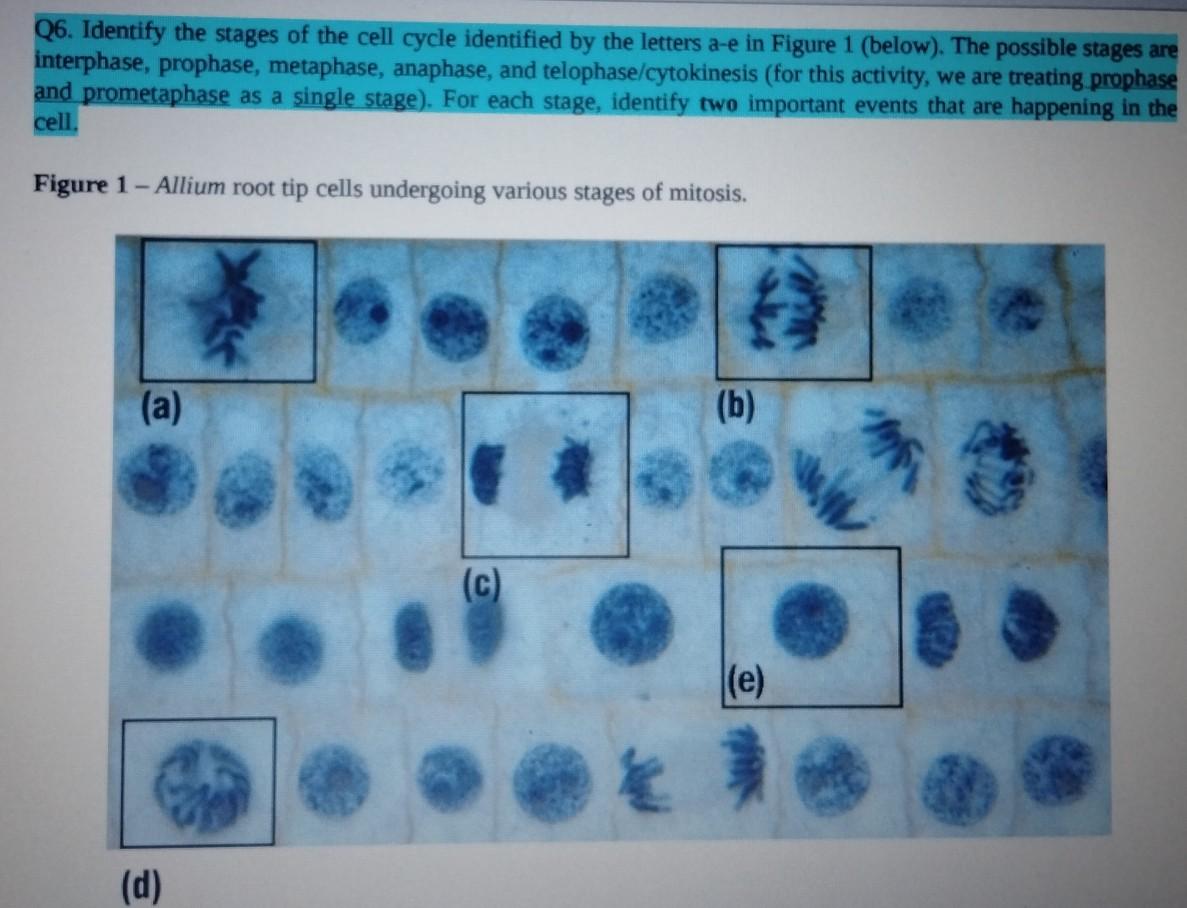 Solved Q6. Identify the stages of the cell cycle identified | Chegg.com
