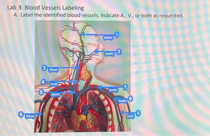 Solved Lab 3: Blood Vessels Labeling A. Label the identified | Chegg.com