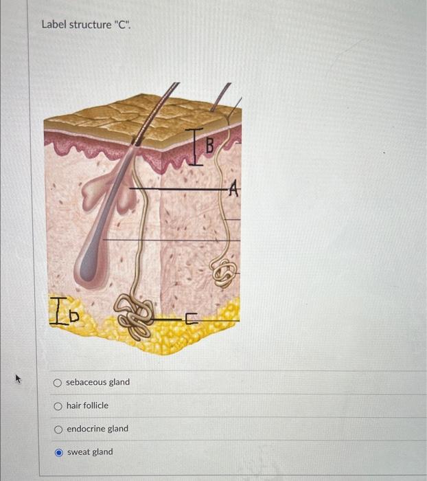 Solved Label structure "C". sebaceous gland hair follicle | Chegg.com