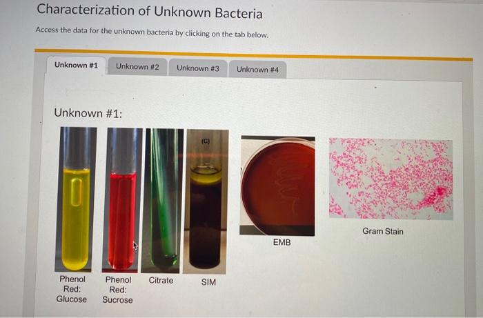 Solved Characterization of Unknown Bacteria Access the data | Chegg.com
