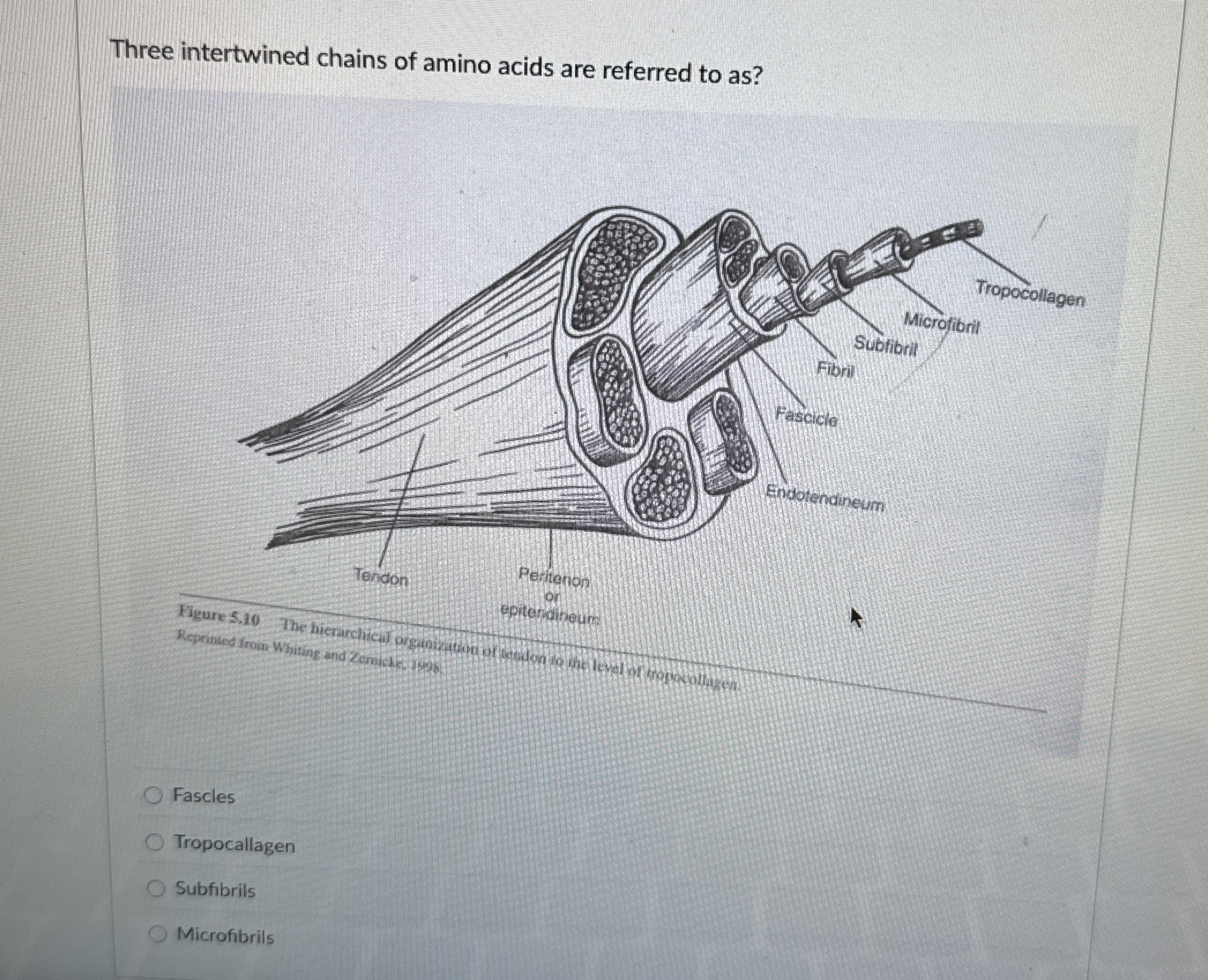 Solved Three intertwined chains of amino acids are referred | Chegg.com