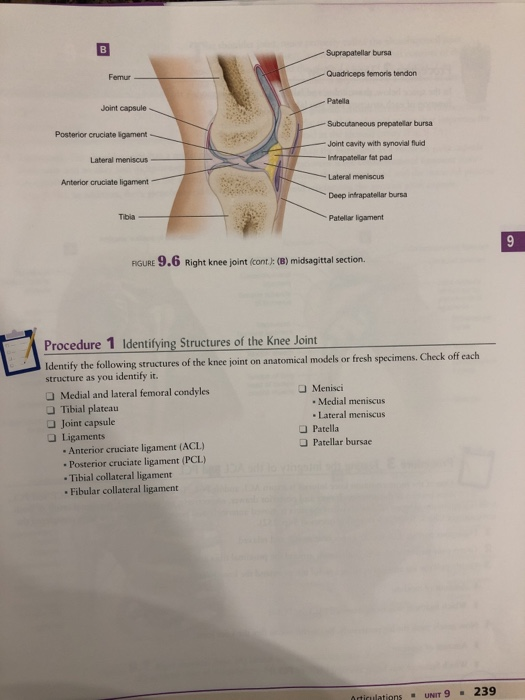 Solved Suprapatellar bursa Quadriceps femoris tendon Femur | Chegg.com