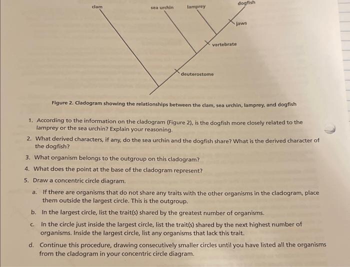 Solved Figure 2. Cladogram showing the relationships between | Chegg.com