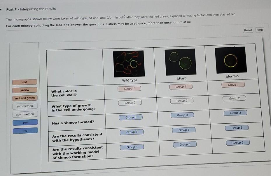 Part F - Interpreting the results The micrographs | Chegg.com