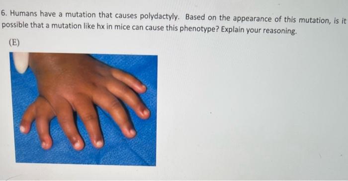 Solved 6. Humans have a mutation that causes polydactyly. | Chegg.com