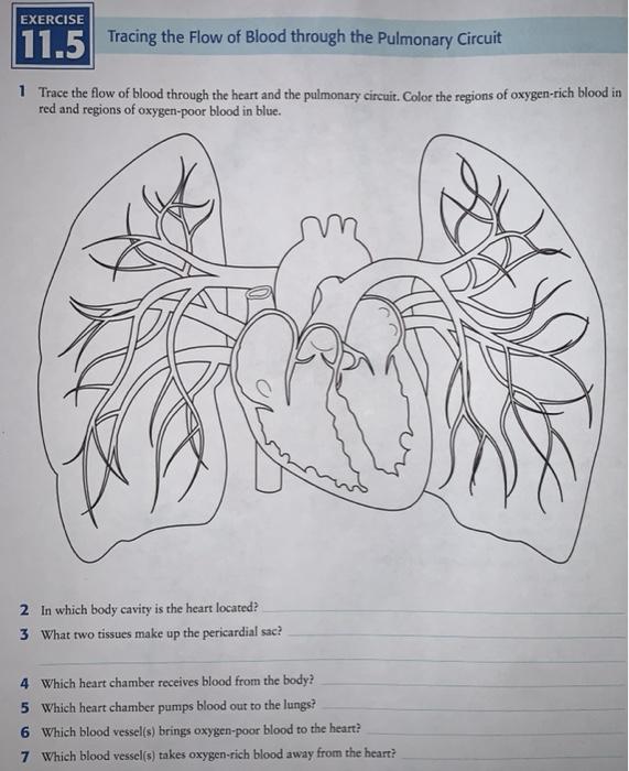 Solved Trace the flow of blood through the heart and | Chegg.com
