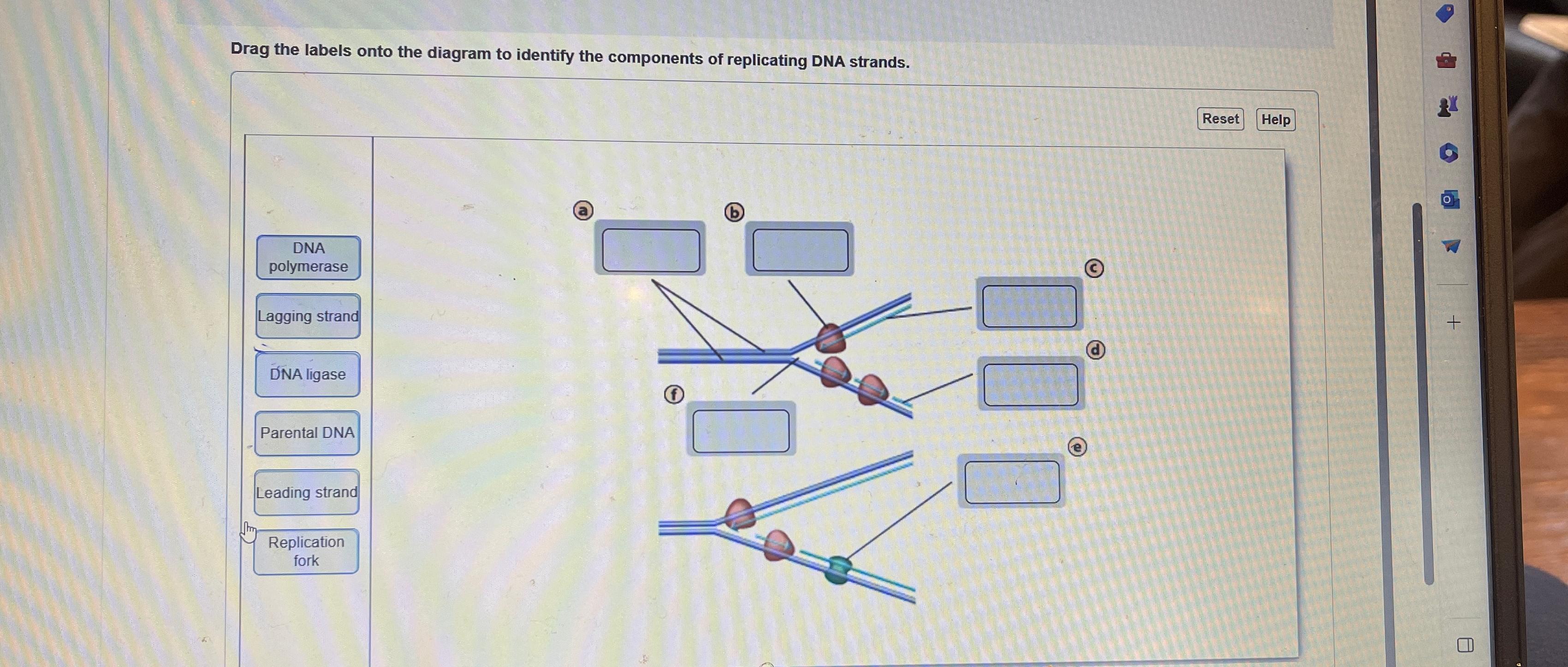 Diagram Of Components Of Replicating Dna Strands Replication