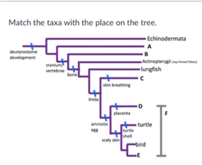 Solved Match the taxa with the place on the tree.A Amniotes | Chegg.com