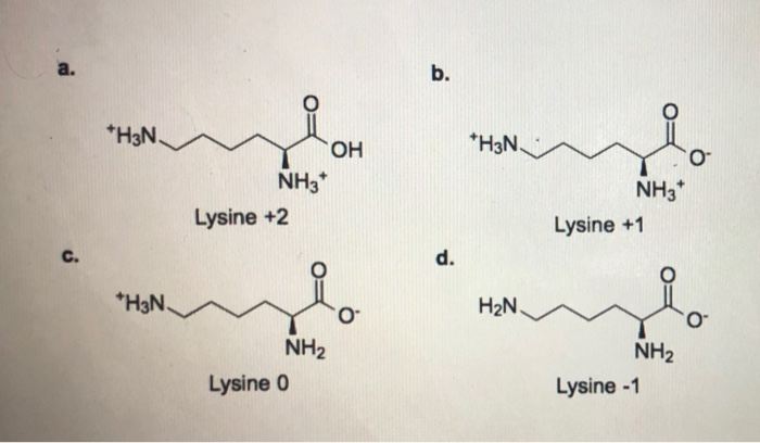 Solved The four protonation states of lysine are shown | Chegg.com