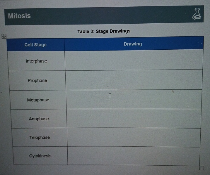 Solved MitosisTable 3: Stage Drawings\table[[Cell | Chegg.com
