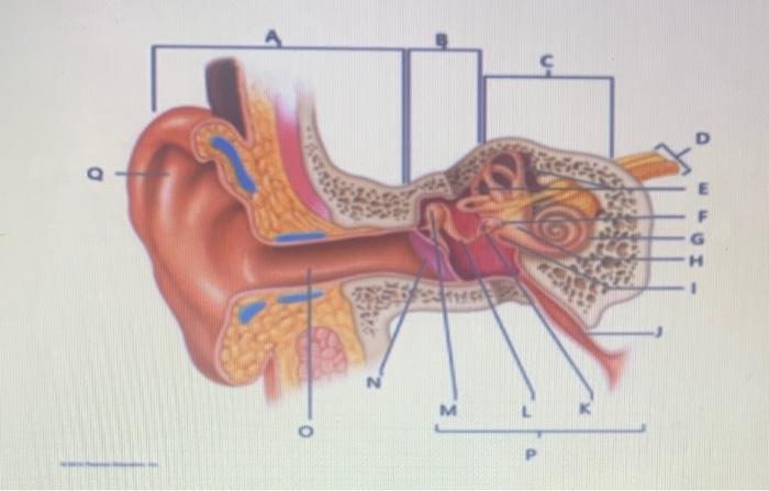 Solved indentify oval window inner ear middle ear round | Chegg.com