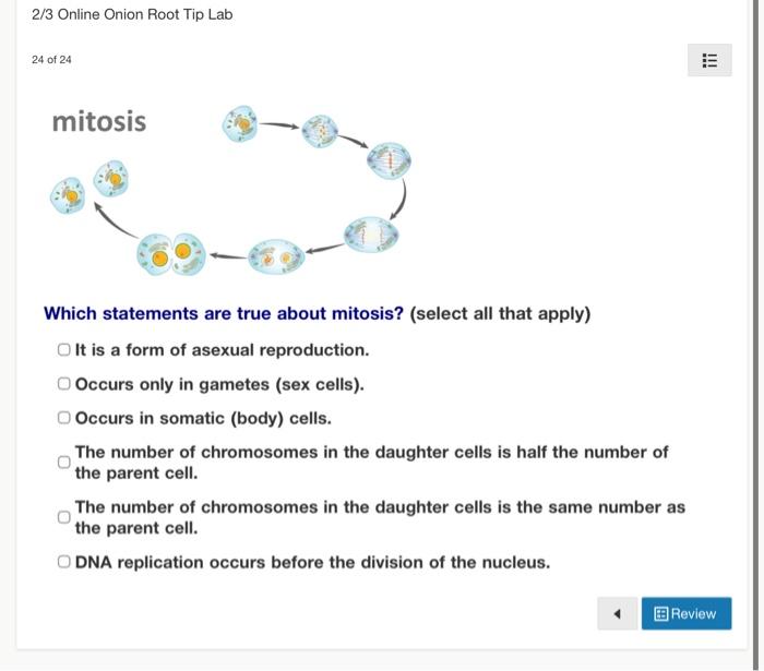 Solved 2/3 Online Onion Root Tip Lab 24 of 24 Which | Chegg.com