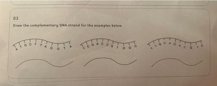 03 Draw the complementary DNA strand for the examples | Chegg.com