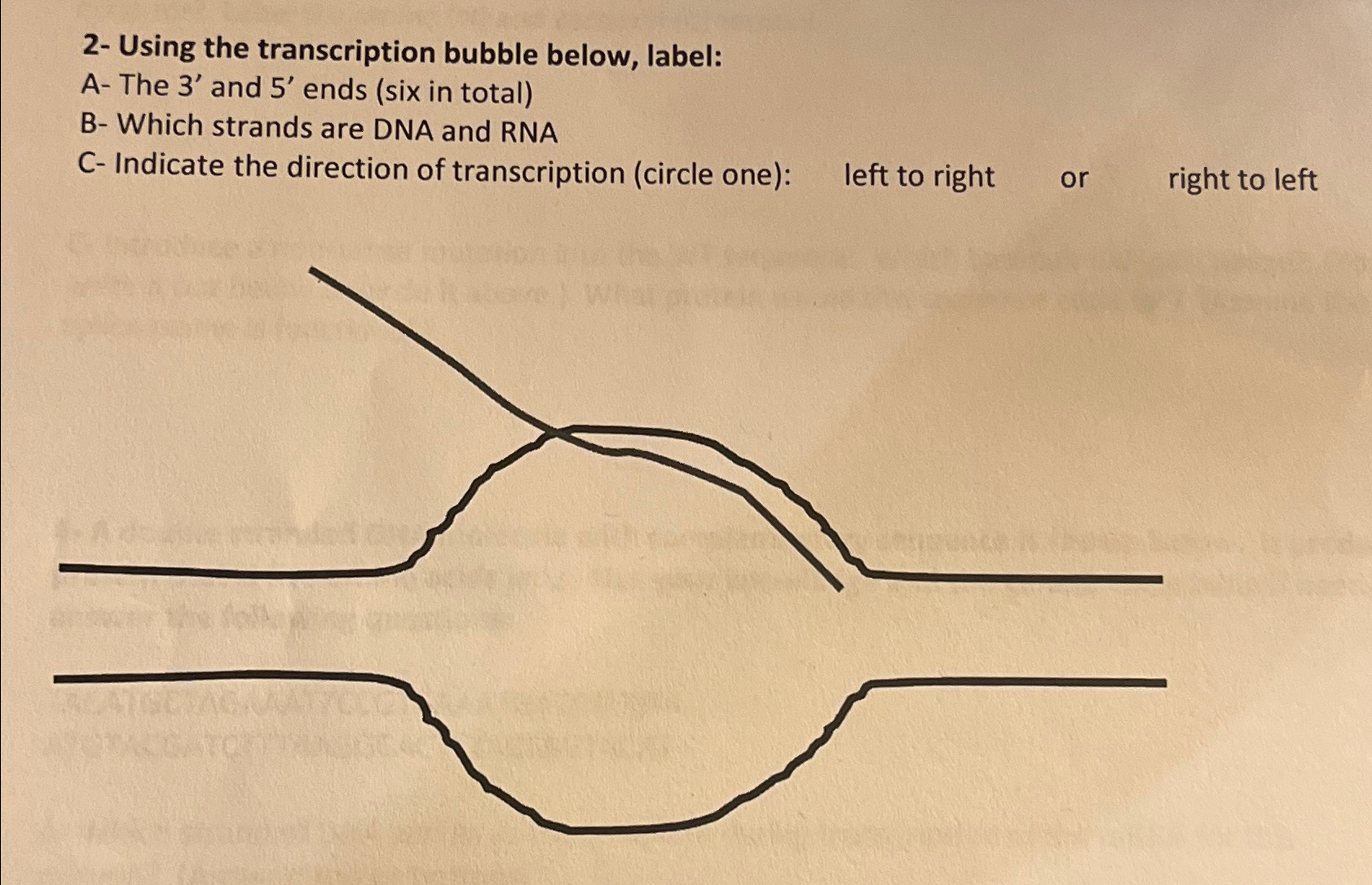 Solved 2- ﻿Using the transcription bubble below, label:A- | Chegg.com