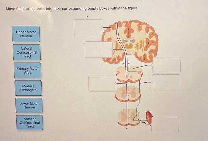 Solved Move the correct terms into their corresponding empty | Chegg.com
