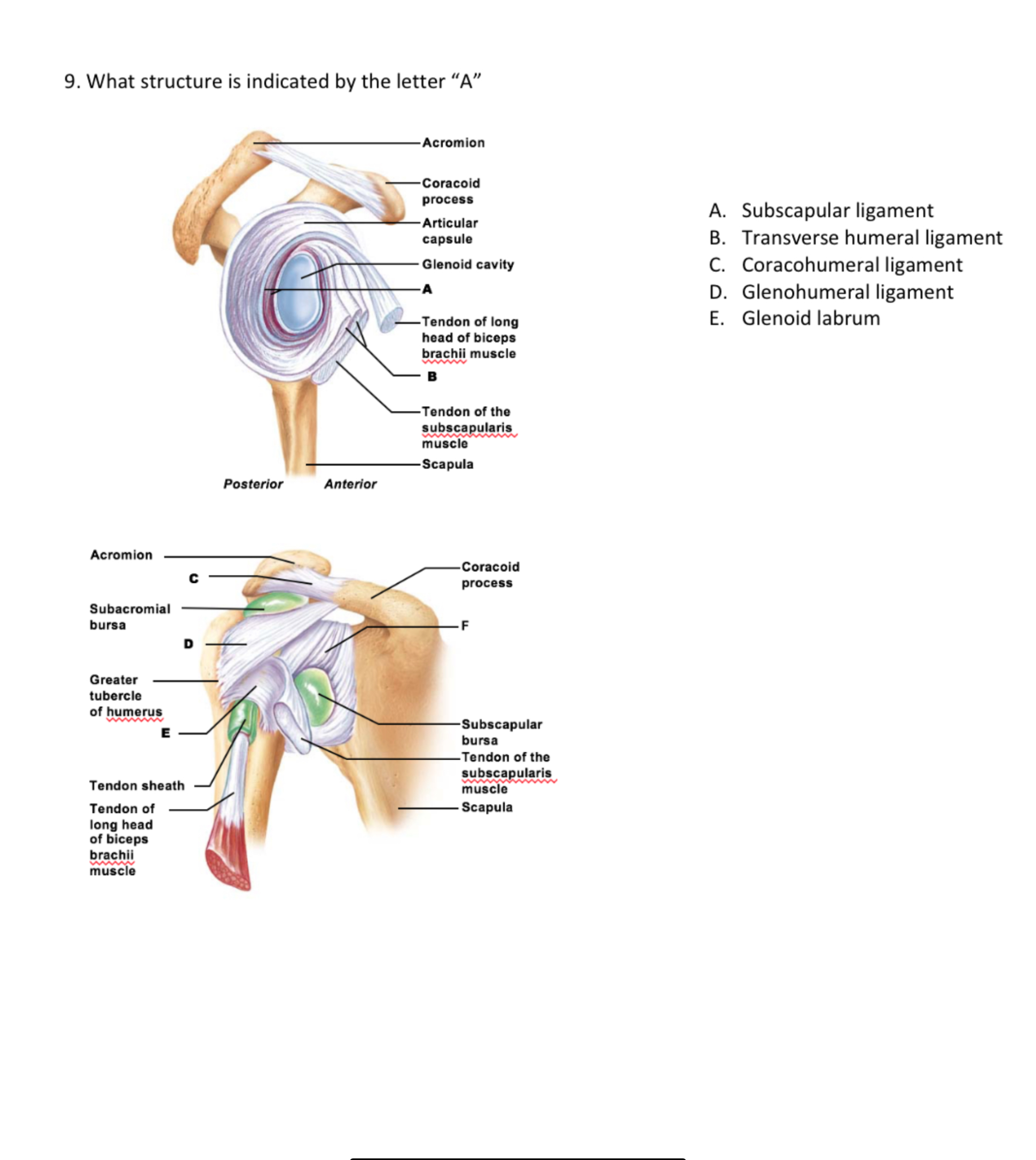 Solved What structure is indicated by the letter " A "A. | Chegg.com