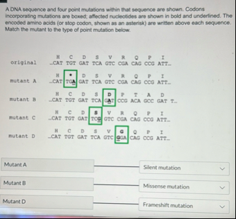 Solved A DNA sequence and four point mutations within that | Chegg.com