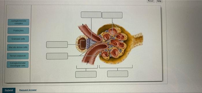 Solved Reset Help juxtaglomer comples Podocytes Ganacets Moc | Chegg.com