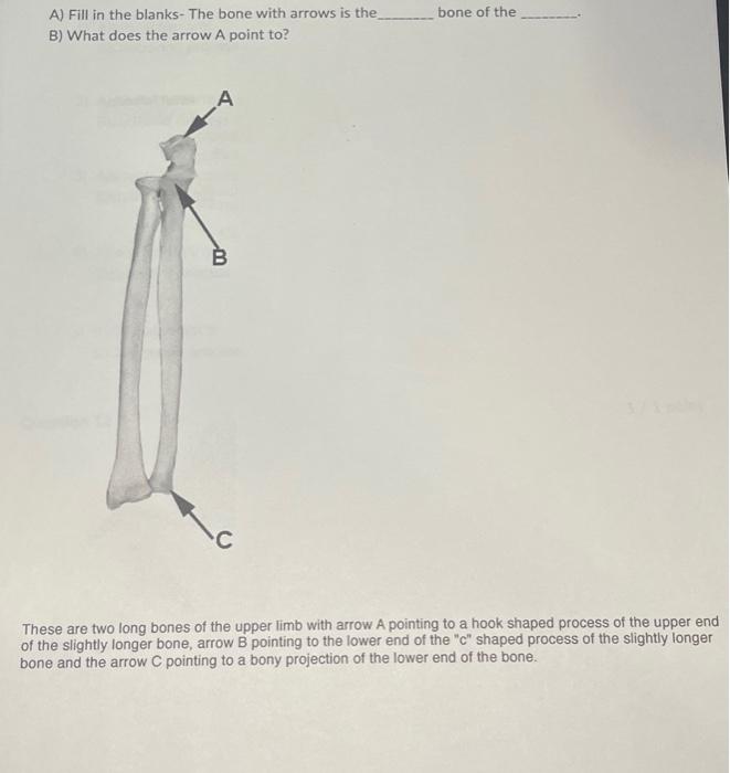 Solved A) Fill in the blanks- The bone with arrows is | Chegg.com