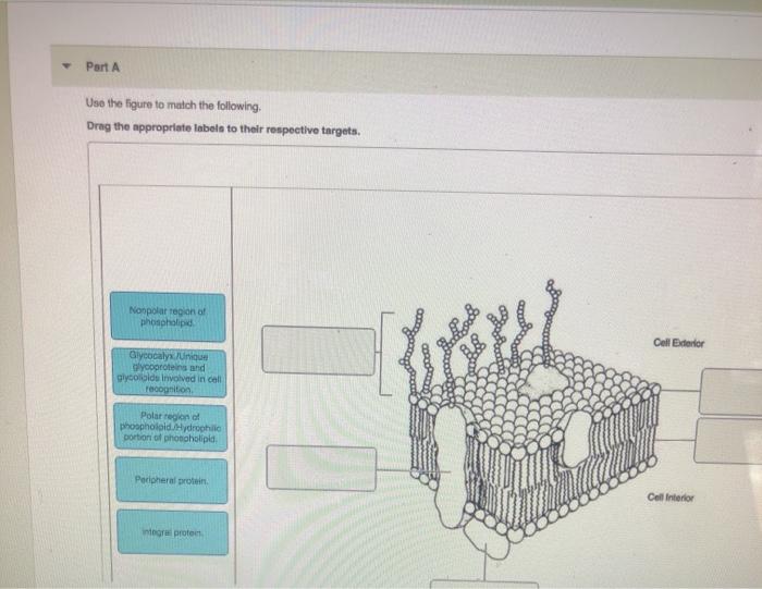 Solved Part A Use the figure to match the following. Drag | Chegg.com