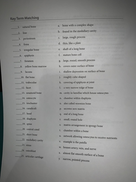 Solved Key Term Matching 1. sutural bone line 3. periosteum | Chegg.com