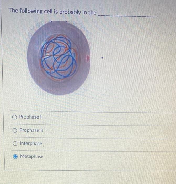 Solved The following cell is probably in the O Prophase | Chegg.com