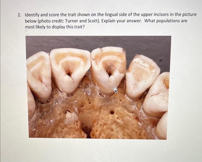 1. Identify this non-metric trait (photo credit: | Chegg.com