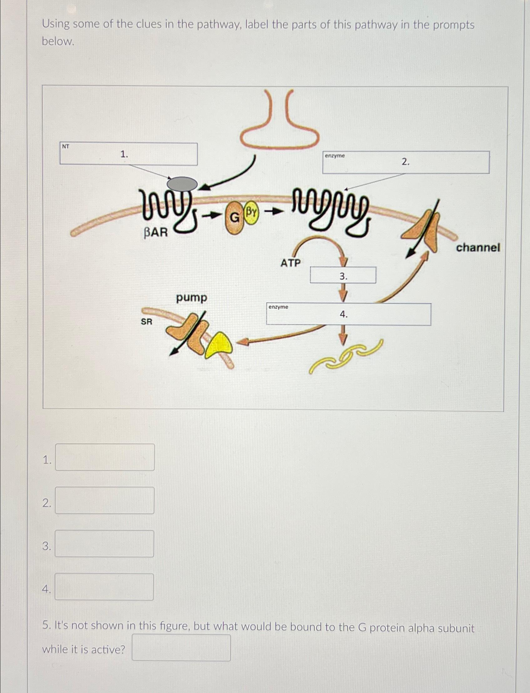 Using some of the clues in the pathway, label the | Chegg.com
