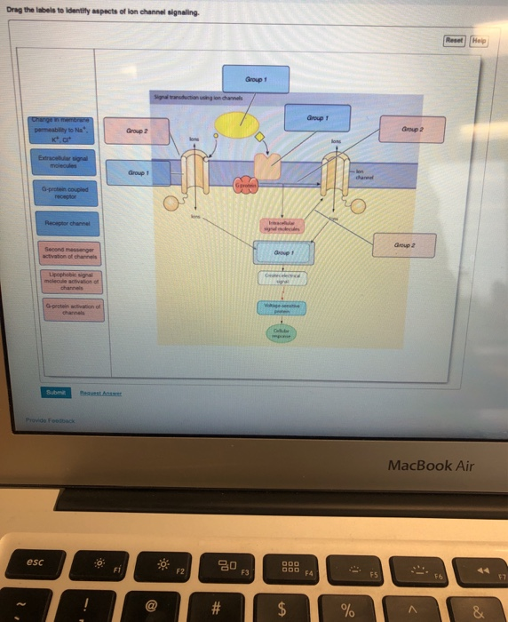 Solved Drag the labels to identify aspects of lon channel | Chegg.com