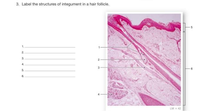 Solved 2. Label the structures of integumer* 3. Label the | Chegg.com