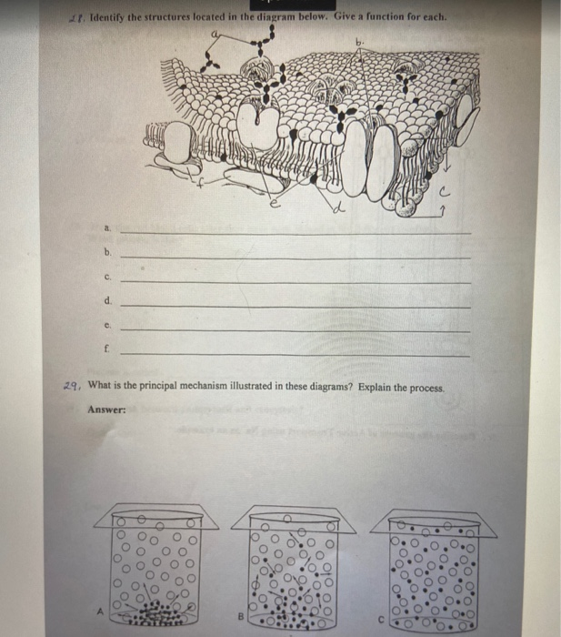 Solved 11. Identify the structures located in the diagram | Chegg.com