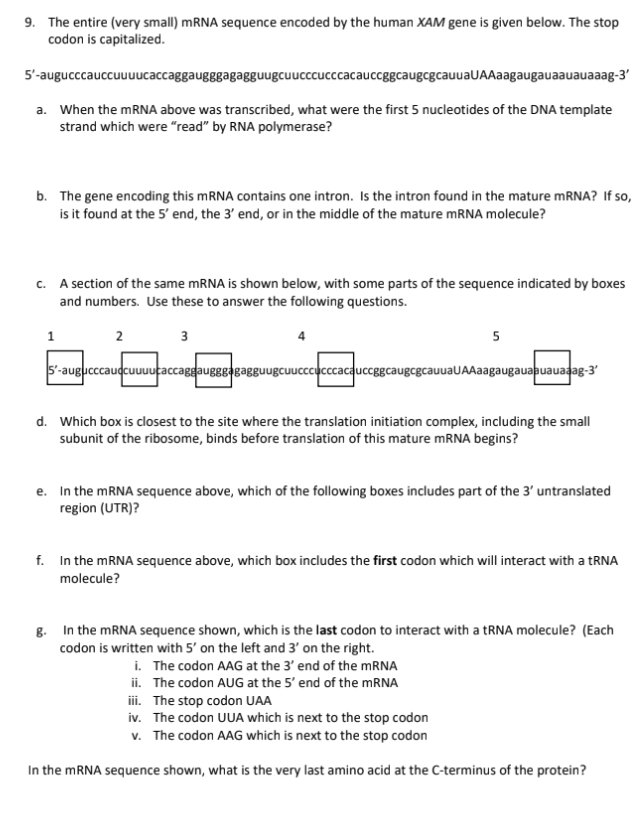 Solved 9. ﻿The entire (very small) ﻿mRNA sequence encoded by | Chegg.com