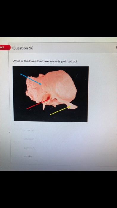 Solved ect Question 16 What is the bone the blue arrow is | Chegg.com