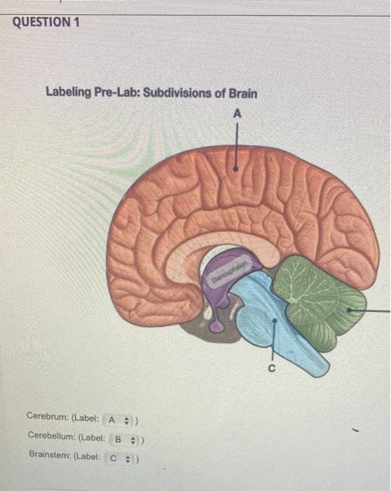 Solved QUESTION 1 Labeling Pre-Lab: Subdivisions of Brain А | Chegg.com