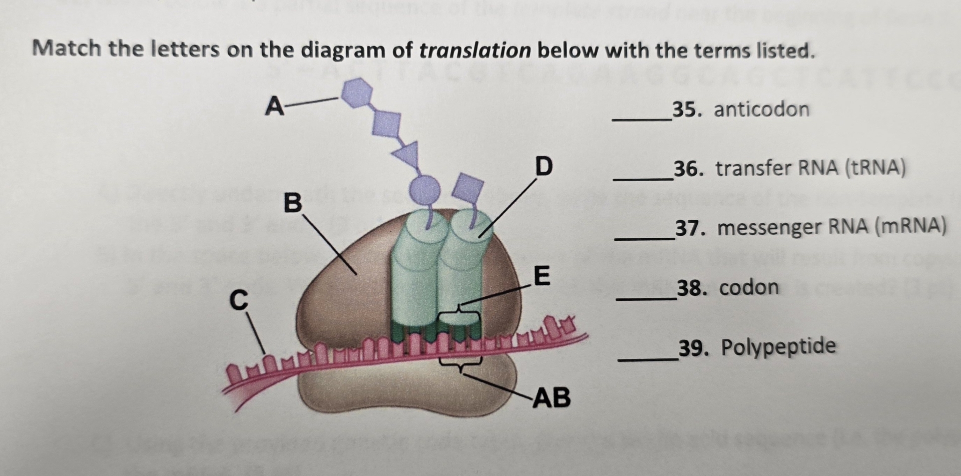 Solved Match the letters on the diagram of translation below | Chegg.com