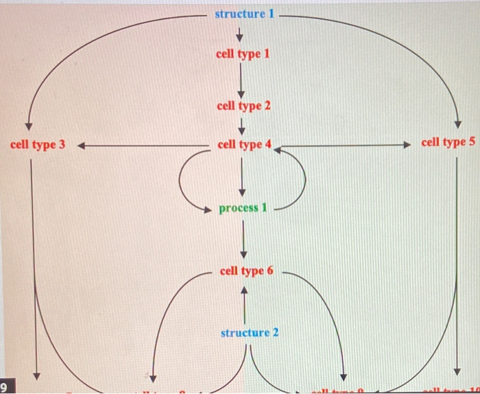 Solved structure 1 + cell type 1 cell type 2 cell type 3 + | Chegg.com
