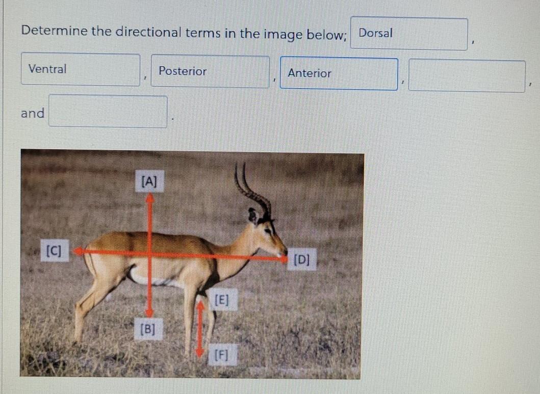 Solved Determine the directional terms in the image below; | Chegg.com