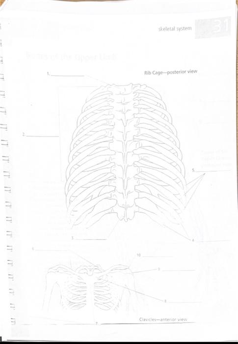 Solved skeletal system Aib Cage-posterior view 1. | Chegg.com