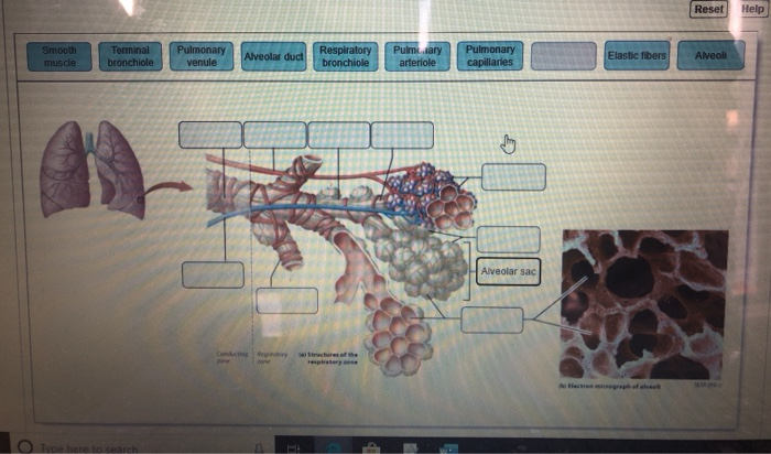 Solved Reset Help Smooth muscle Terminal bronchiole | Chegg.com