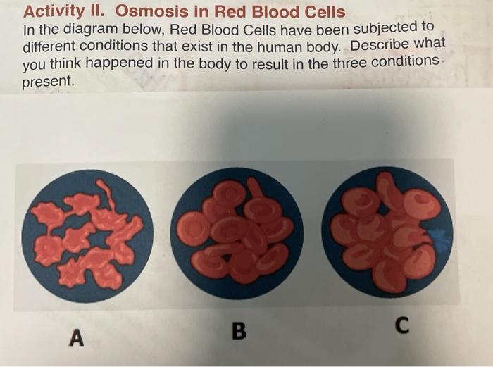 Solved Activity II. Osmosis in Red Blood Cells In the | Chegg.com