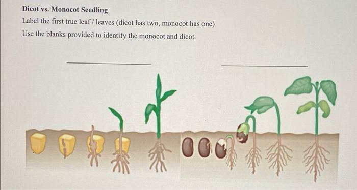 Solved Dicot vs. Monocot Seedling Label the first true leaf/ | Chegg.com