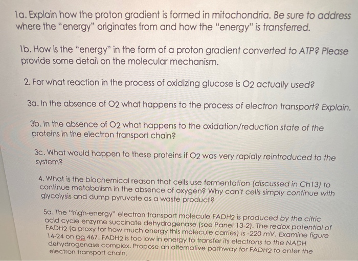 Solved 1a. Explain how the proton gradient is formed in | Chegg.com