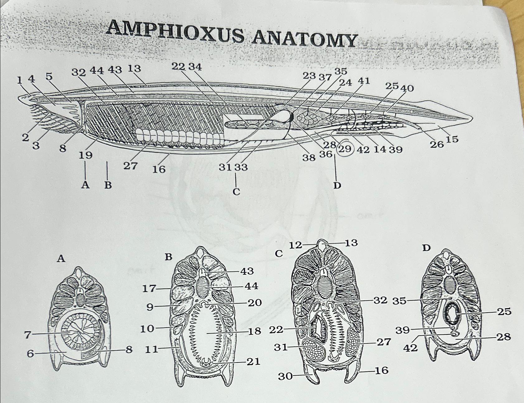 AMPHIOXUS ANATOMYLabel the following parts | Chegg.com