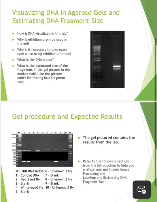 Solved Agarose Gel Electrophoresis As you read through the | Chegg.com