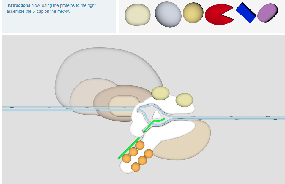 Solved Instructions Now, using the proteins to the right, | Chegg.com