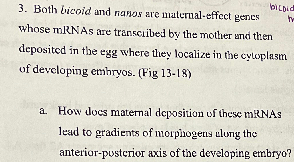 Solved Both bicoid and nanos are maternal-effect genes whose | Chegg.com