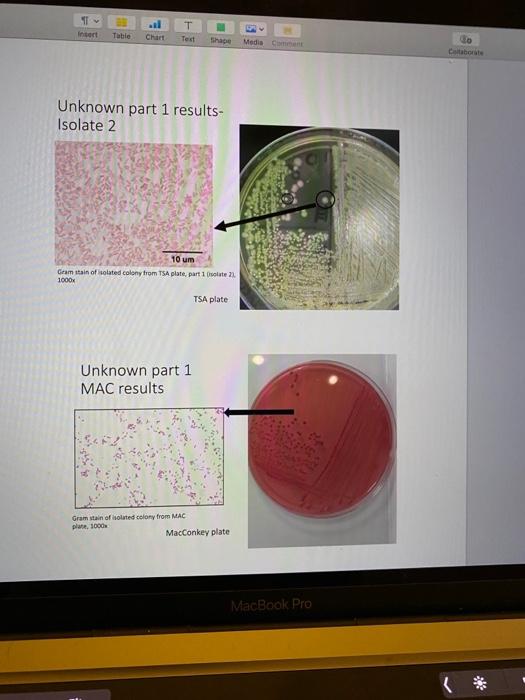 Solved Gram Stain of MSA plate: Larger View MacBook Pro Zoom | Chegg.com