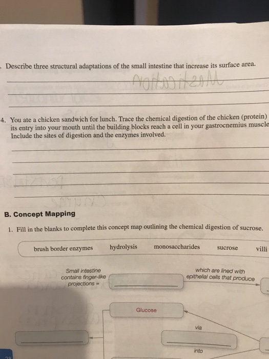 Solved Describe three structural adaptations of the small | Chegg.com