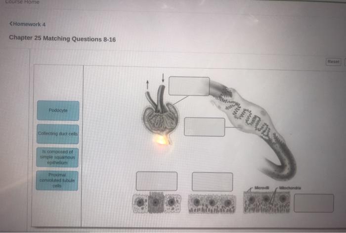 Solved COUESE Home | Chegg.com